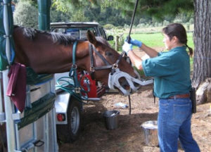 Equi-Still Equine Stocks: Safety for You-Your Patients-Your Clients!